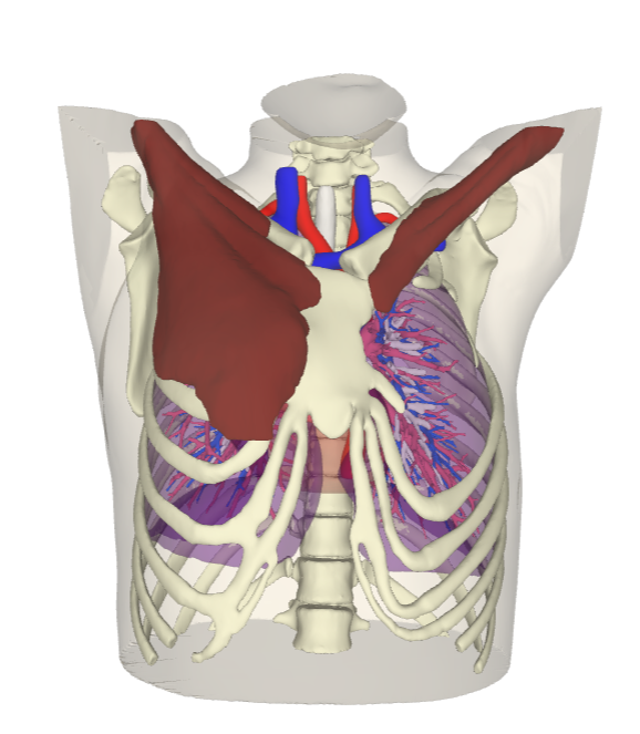 What Is Poland Syndrome? Here’s What You Should Know – Gettingprepped